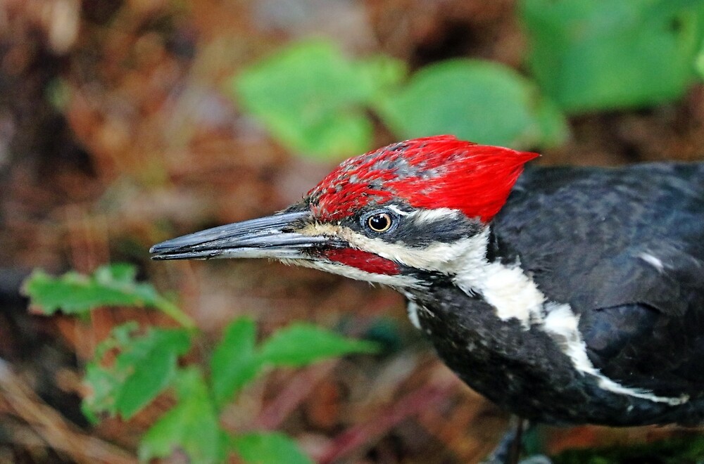 "Juvenile Male Pileated Woodpecker" by Debbie Oppermann | Redbubble