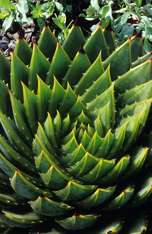 "Aloe polyphylla" by John Glover | Redbubble