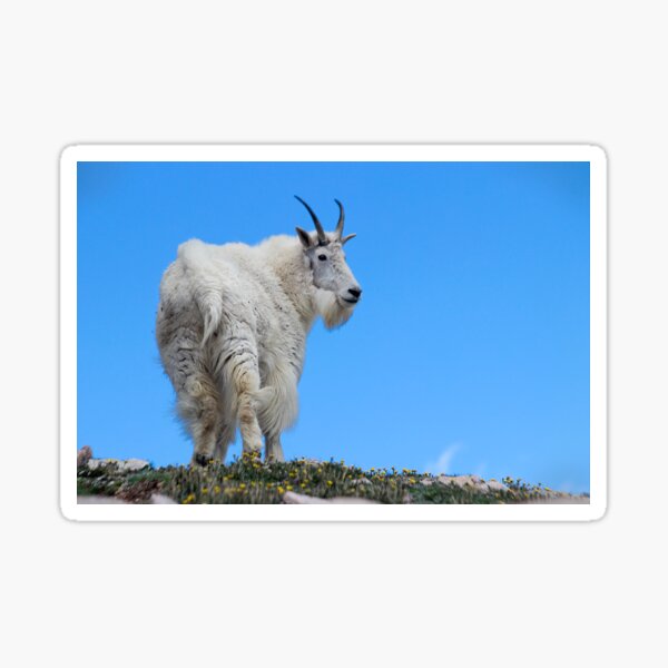 "Leaving look back" Sticker for Sale by valentina9 | Redbubble