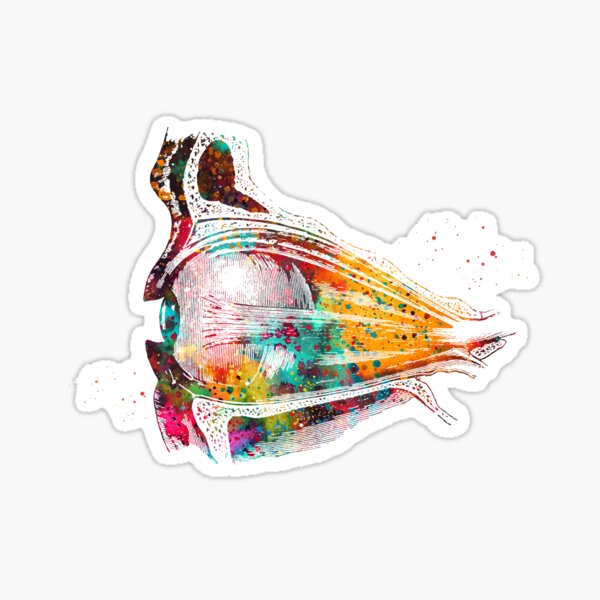 "Eye Anatomy" Sticker by erzebetth | Redbubble