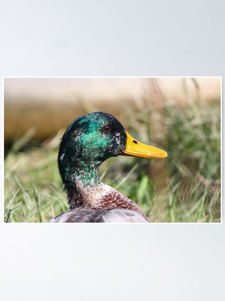 "Fading feathers" Poster by GreyFeatherPhot | Redbubble