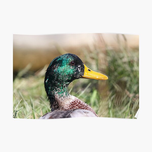 "Fading feathers" Poster by GreyFeatherPhot | Redbubble