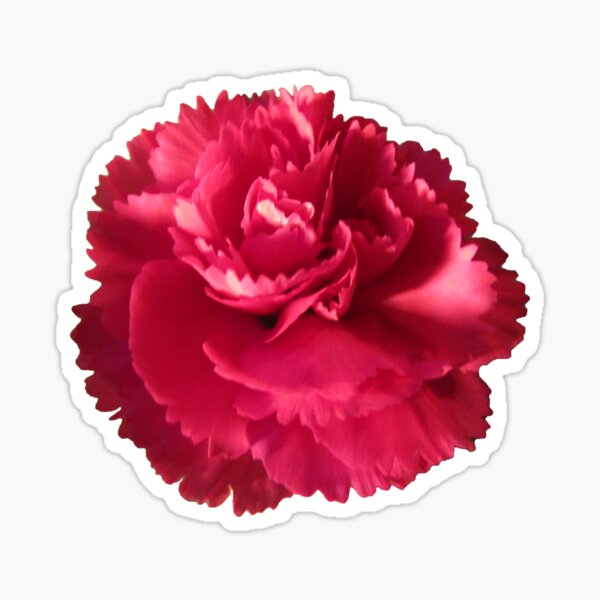 "Red Carnation" Sticker for Sale by chaosdawgdesign | Redbubble