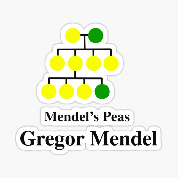 Pegatina «Guisantes de Mendel - Gregor Mendel» de jonaszeferino | Redbubble