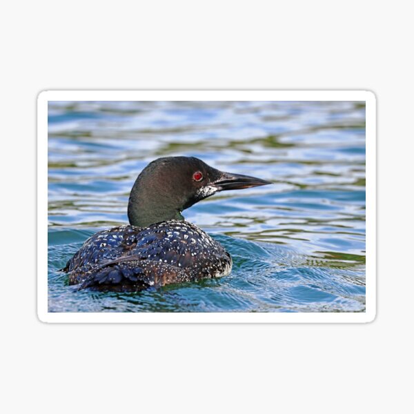 "Common Loon Portrait" Sticker for Sale by debop | Redbubble