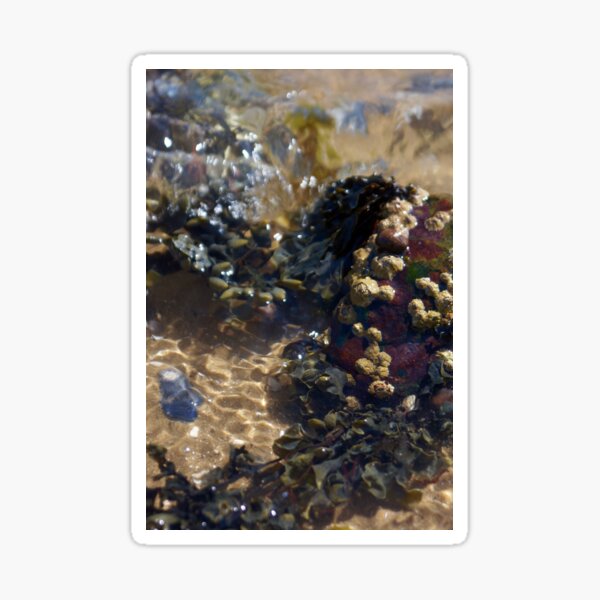 "Low Tide" Sticker by Kirstyshots | Redbubble