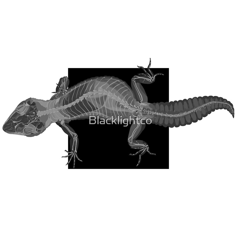 "Leopard Gecko Skeleton" by Blacklightco | Redbubble