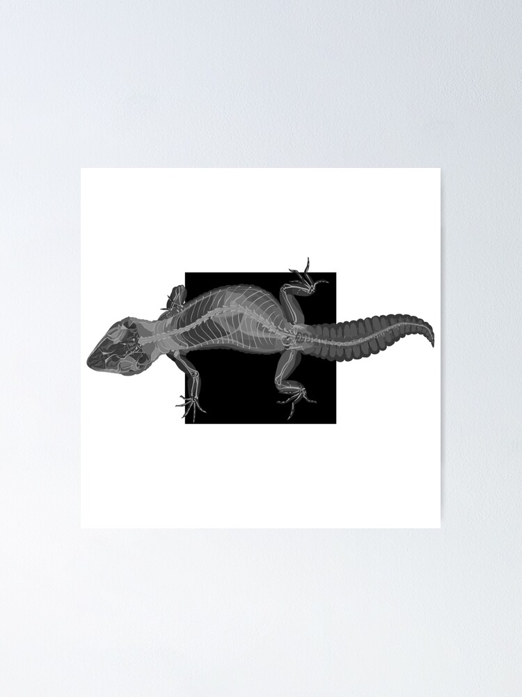 "Leopard Gecko Skeleton" Poster by Blacklightco | Redbubble