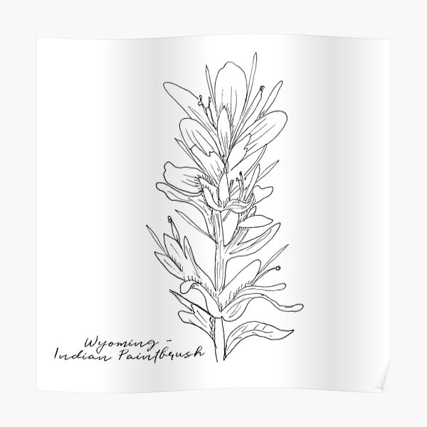 "Indian Paintbrush Wyoming State Flower Illustration" Poster for Sale ...