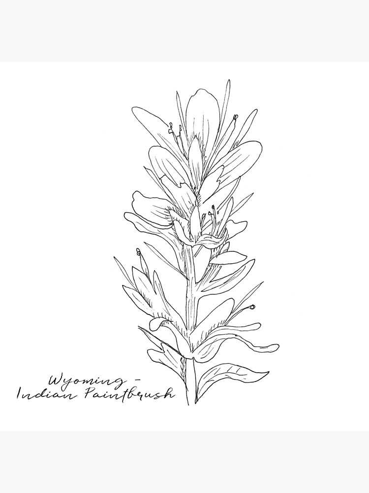 "Indian Paintbrush Wyoming State Flower Illustration" Art Board Print ...