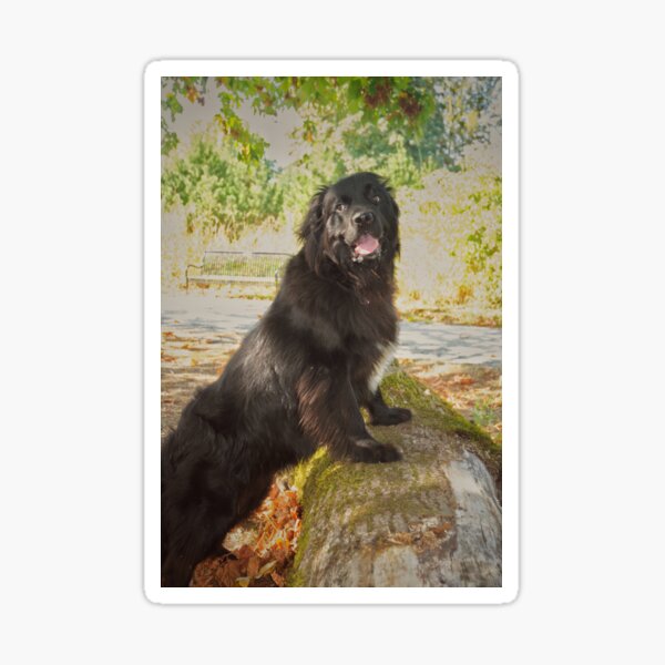 "Newfie on a Log" Sticker for Sale by LovelyWorld | Redbubble
