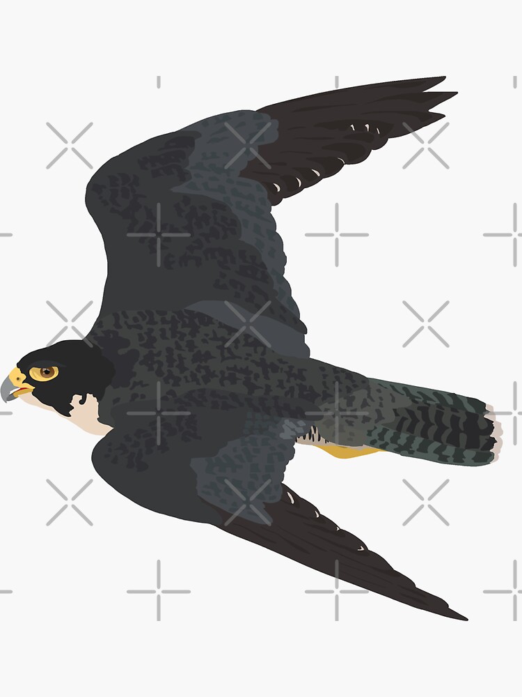 "Peregrine Falcon" Sticker for Sale by birds-and-pizza | Redbubble