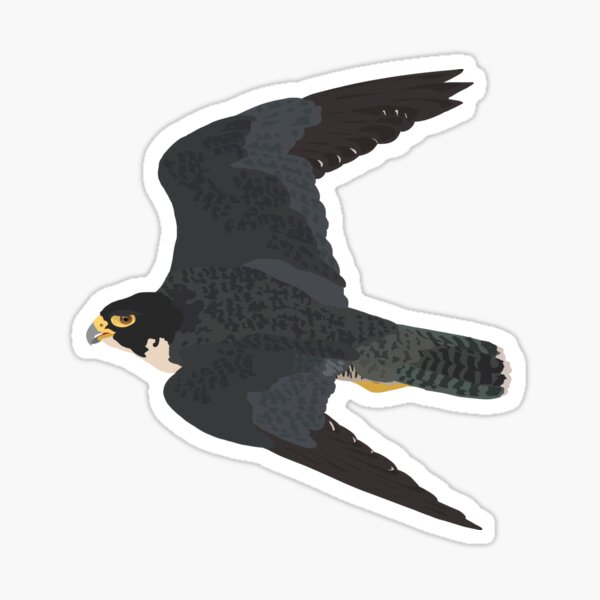 "Peregrine Falcon" Sticker for Sale by birds-and-pizza | Redbubble