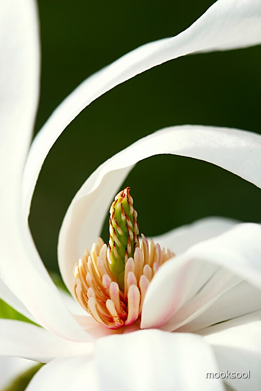 "Curled star" by mooksool | Redbubble