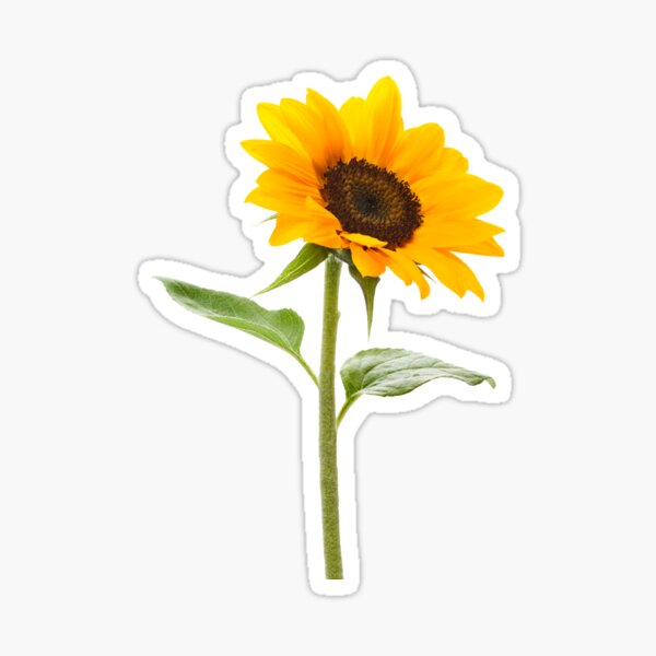 "Sunflower" Sticker for Sale by amanda003 | Redbubble