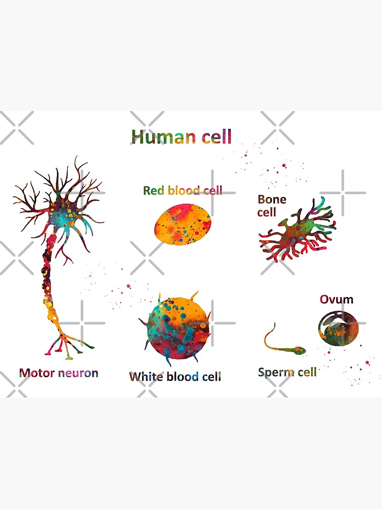 "Human cell" Poster by erzebetth | Redbubble