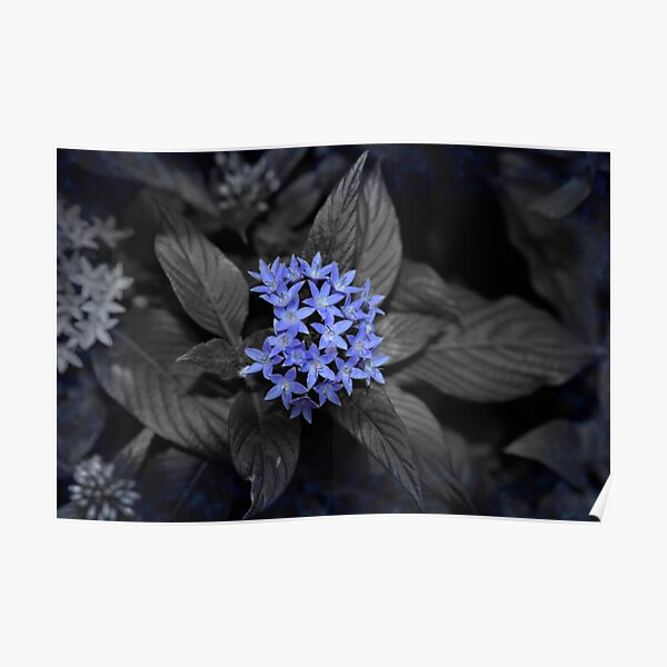 "Midnight Blue" Poster for Sale by Colininja | Redbubble