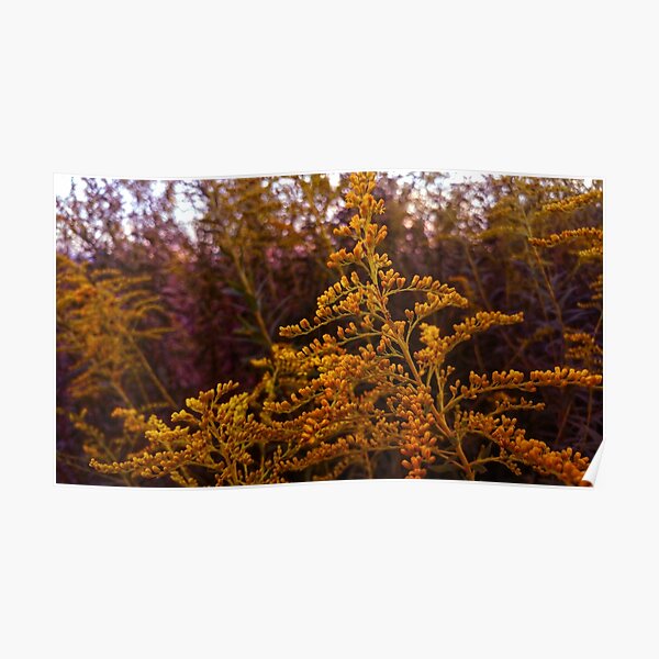 "Goldenrod Version II" Poster for Sale by OliviaHathaway | Redbubble