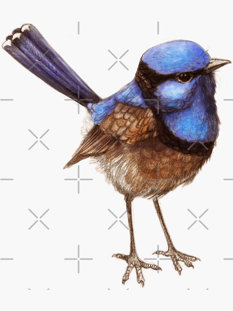"Blue Wrens on Crema" Sticker for Sale by ThistleandFox | Redbubble