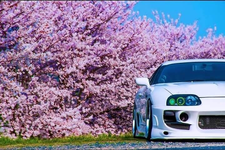 "Blossom Cherry Supra" by Wabaki05 | Redbubble