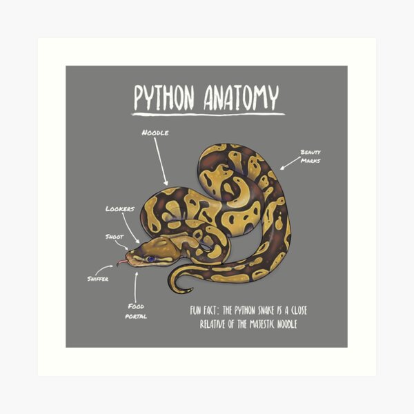 Ball Python Wall Art | Redbubble