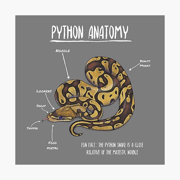 Lámina fotográfica «Anatomía de Python» de AnimalArtist | Redbubble