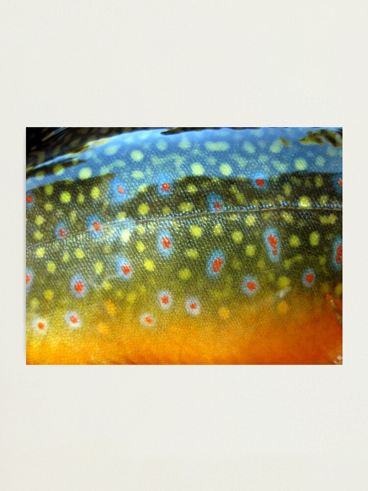"Brook Trout - Patterns" Photographic Print for Sale by Ryan Houston ...