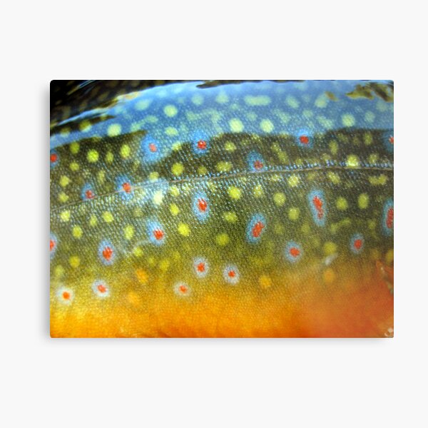 "Brook Trout - Patterns" Metal Print for Sale by photoforyou | Redbubble
