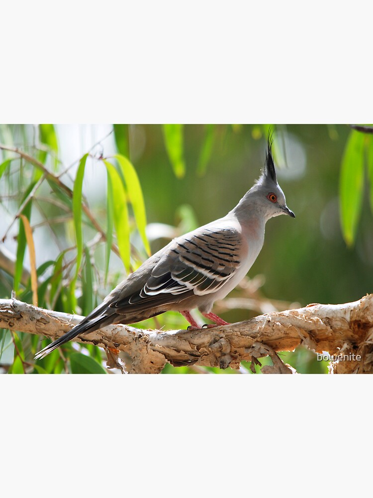 ''Top Notch Pigeon'' Premium Matte Vertical Poster sold by Arika group ...