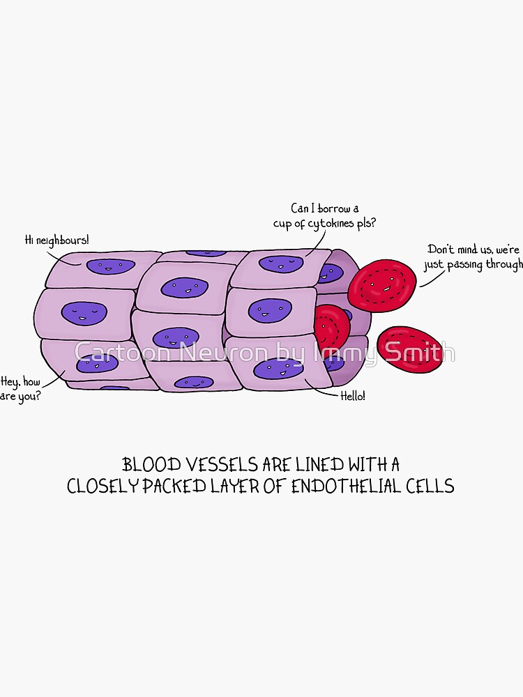 "Blood vessel endothelium" Sticker for Sale by Cartoon Neuron by Immy ...