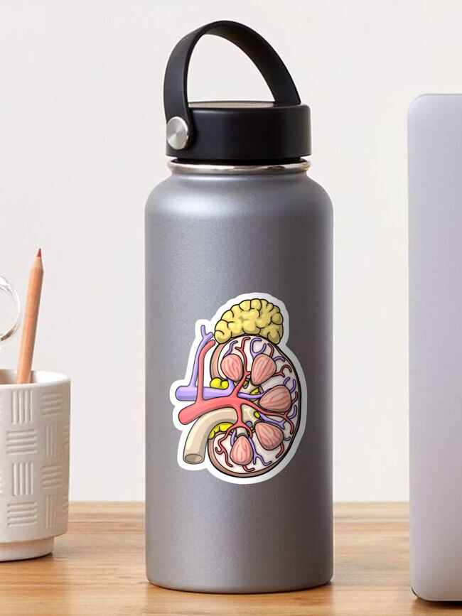 "Human Kidney Anatomy Illustration - Nephrology Renal Diagram" Sticker ...