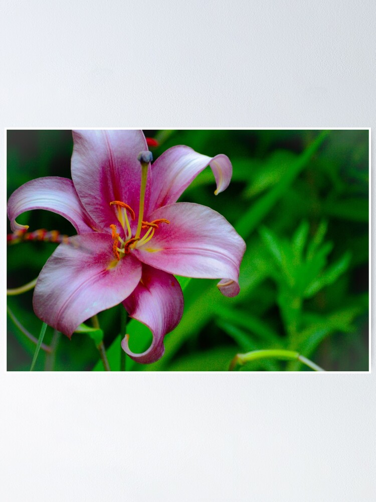 "Tiger Lily" Poster for Sale by Asiantiger247 | Redbubble