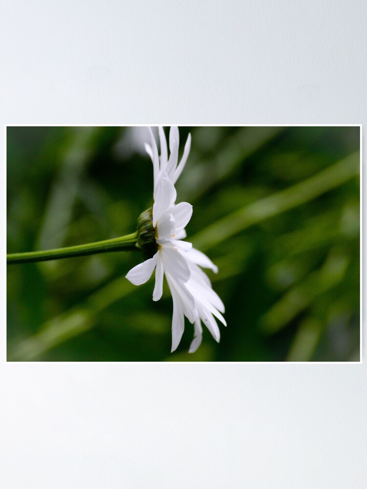 "Daisy Profile" Poster by Asiantiger247 | Redbubble