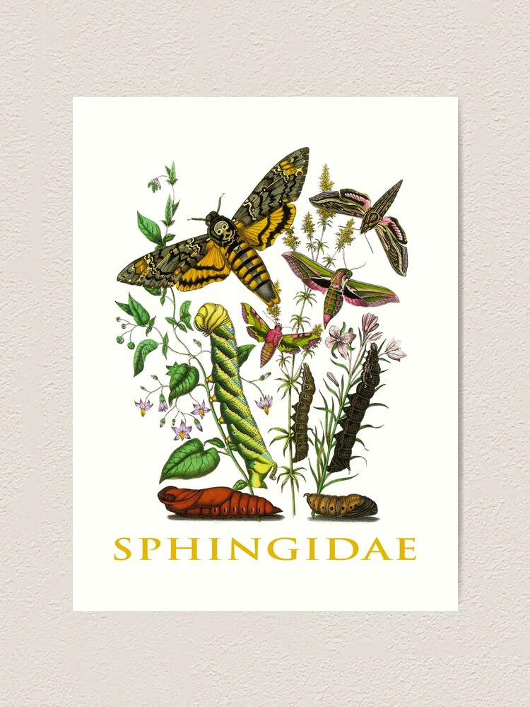 "Sphingidae" Art Print by Salocin | Redbubble