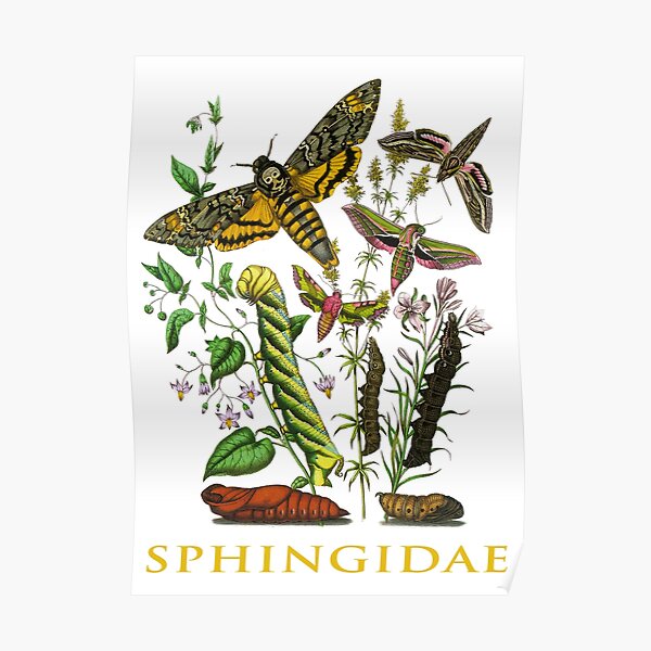 Poster « Sphingidae », par Salocin | Redbubble