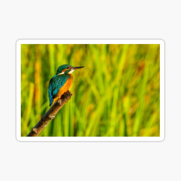 "Kingfisher jewel of the riverbank" Sticker for Sale by Dalyn | Redbubble