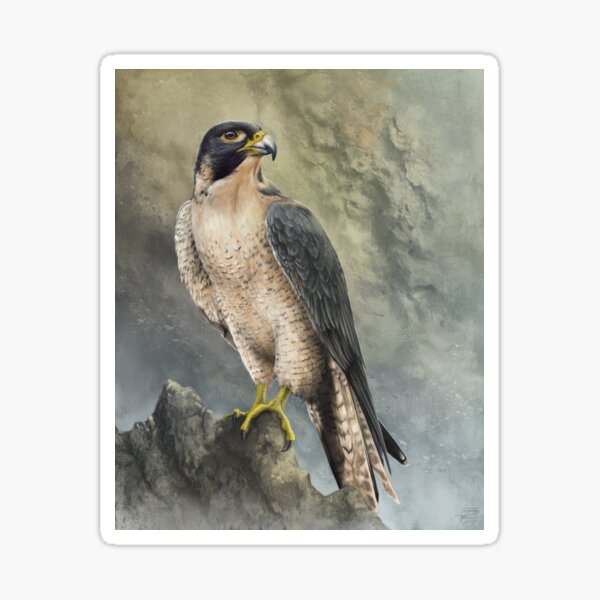 "Peregrine Falcon" Sticker for Sale by powersdesign | Redbubble