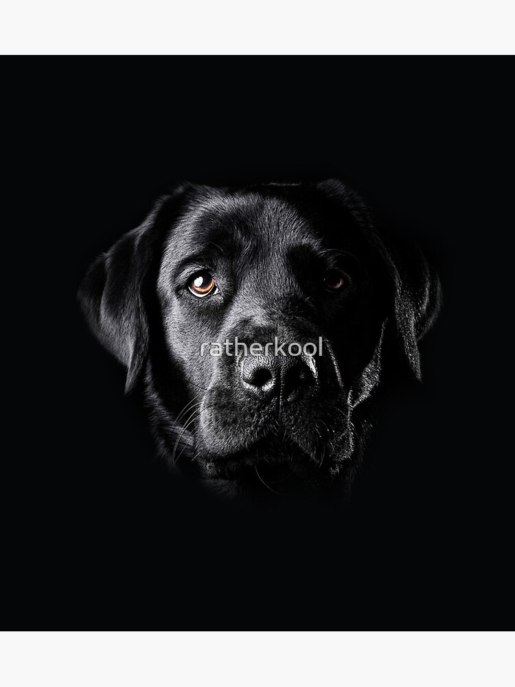 "Black Lab Face " Poster by ratherkool | Redbubble