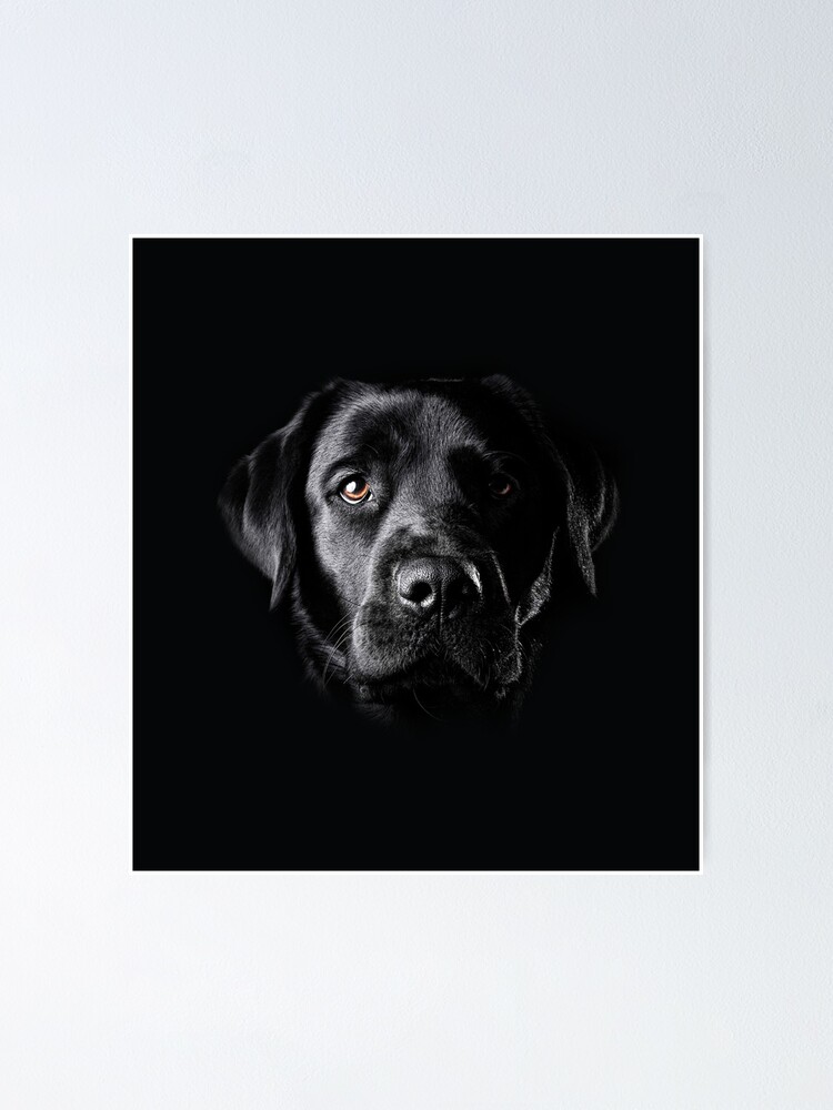 "Black Lab Face " Poster by ratherkool | Redbubble