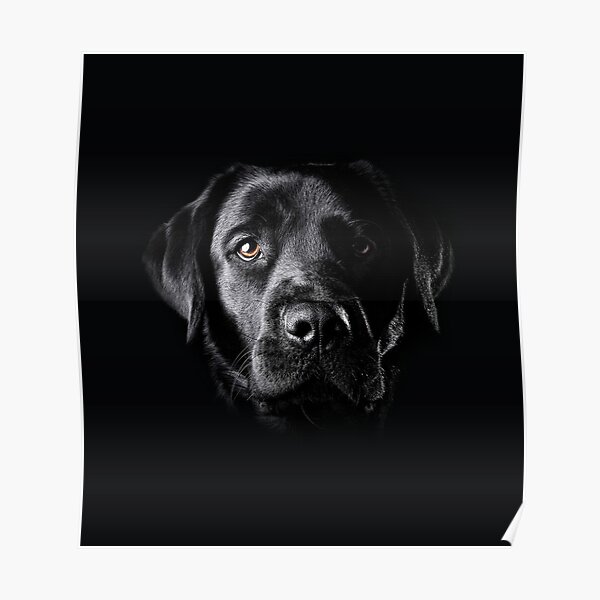 "Black Lab Face " Poster by ratherkool | Redbubble