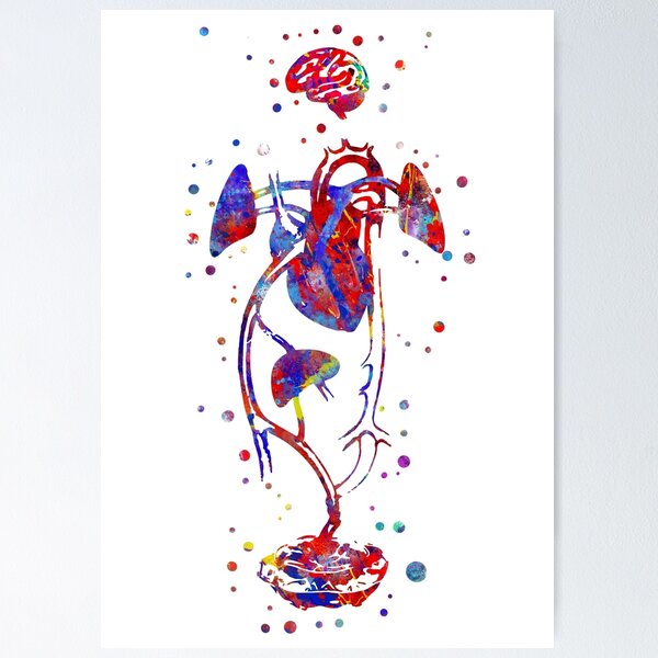 "Fetal blood circulation" Poster for Sale by Rosaliartbook | Redbubble