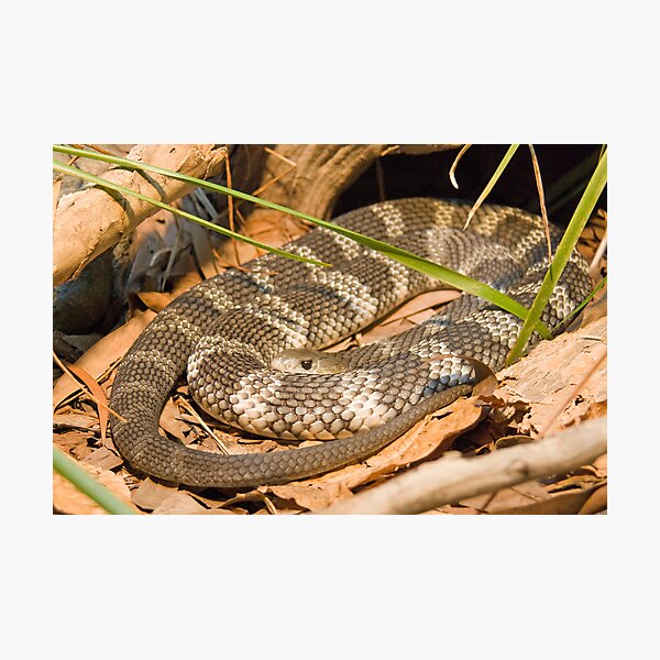 "Eastern Tiger Snake, Queensland, Australia" Photographic Print for ...