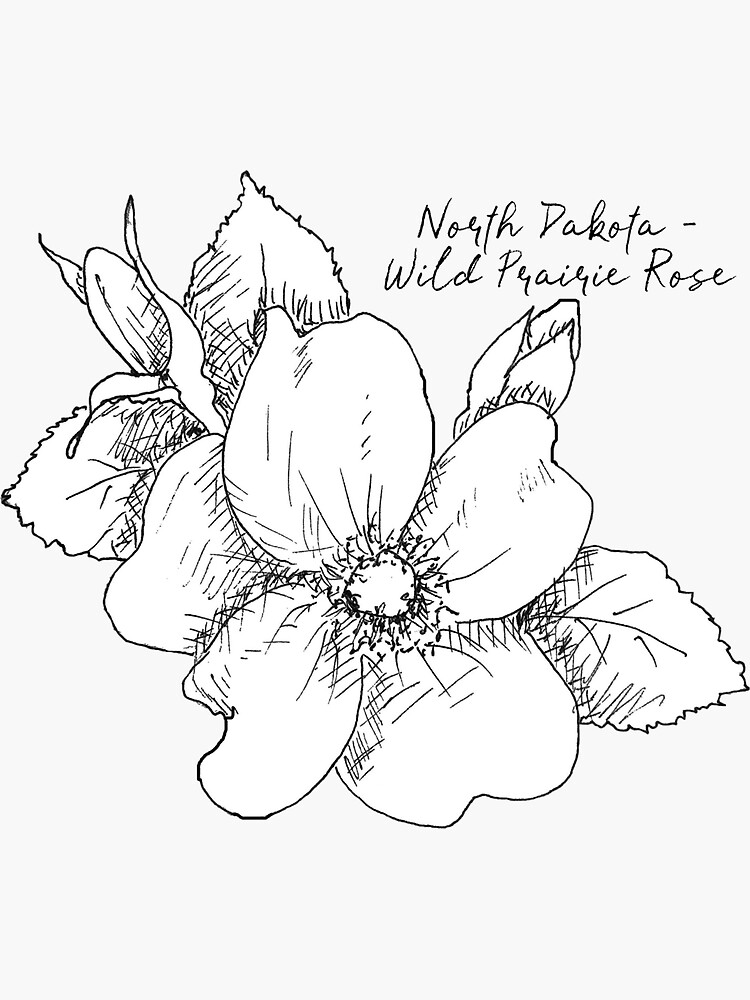 "Wild Prairie Rose North Dakota State Flower Illustration By Journey ...