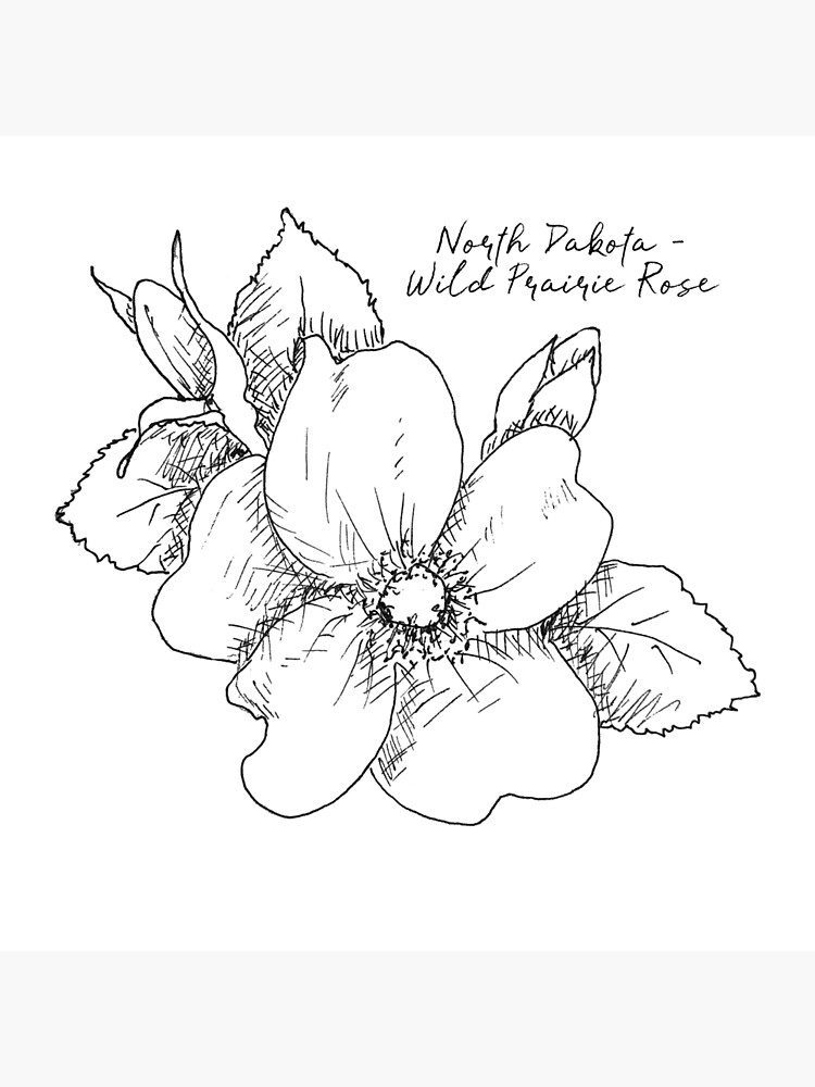 "Wild Prairie Rose North Dakota State Flower Illustration By Journey ...