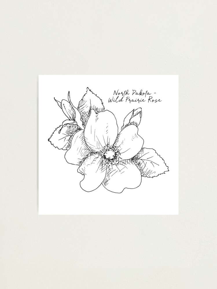 "Wild Prairie Rose North Dakota State Flower Illustration By Journey ...