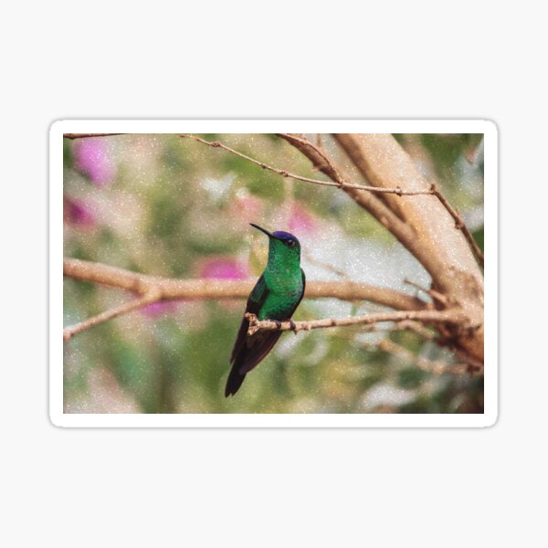 "Bird -Photography Paper Effect" Sticker for Sale by anafrancisconi ...