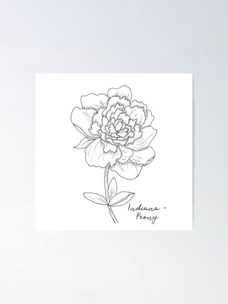 "Peony Indiana State Flower Illustration by Journey Home Made" Poster ...