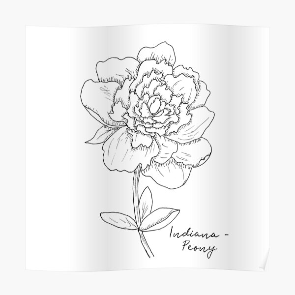 "Peony Indiana State Flower Illustration by Journey Home Made" Poster ...