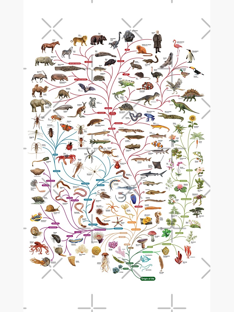 "Darwinian Evolution Tree of Life" Sticker by ThisOnAShirt | Redbubble