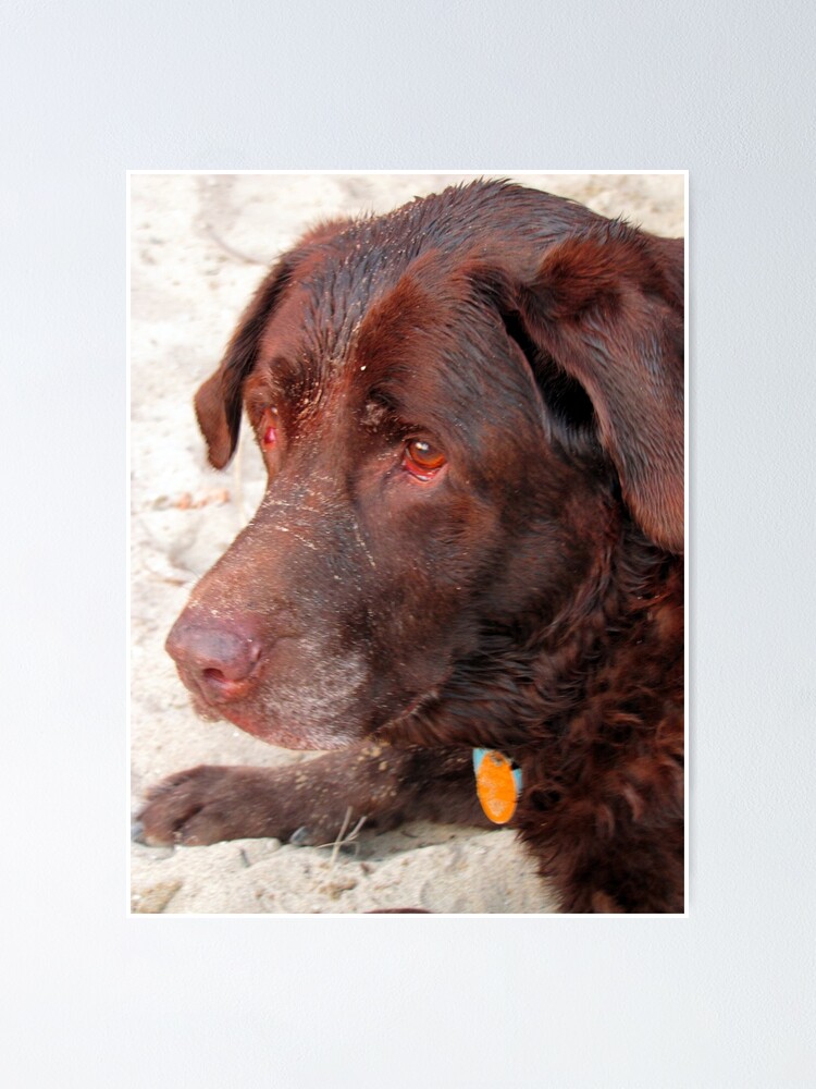 "chocolate lab" Poster by LeeanneN | Redbubble